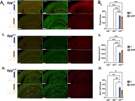Frontiers The Effect Of Aβ Seeding Is Dependent On The Presence Of