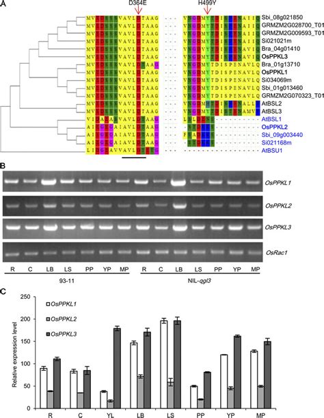 Fig S3 Phylogenetic And Expression Analysis A Phylogenetic