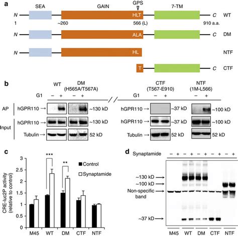 Significance Of Gpr110 N Terminus In Ligand Binding And Download