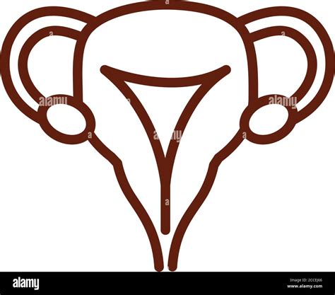 Human Body Female Reproductive System Anatomy Organ Health Line Icon