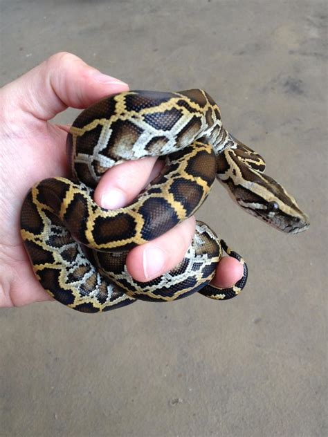 eddmaps record id 2463202 burmese python python molurus eddmaps