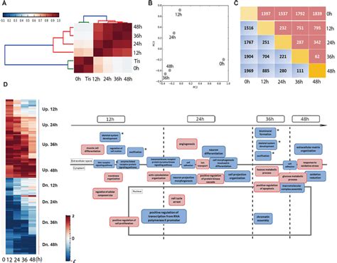Global Transcriptome Profiles Of Mdmcs A Hierarchical Clustering