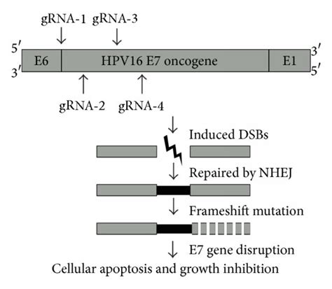 Schematic Representation Of Hpv16 E7 Gene Editing Using The Crispr Cas