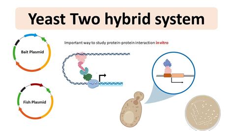 Interaction Between Mitosin And Nudel In Yeast Two Hybrid System A My