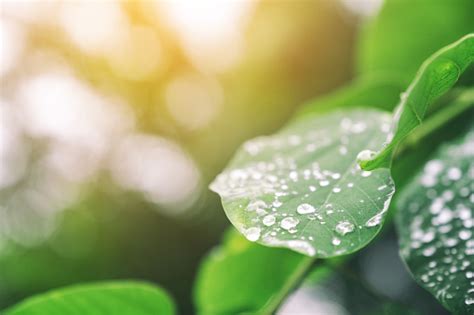 Tetesan Air Pada Daun Pohon Hijau Foto Stok Unduh Gambar Sekarang