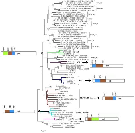 Frontiers Identification Of New Hiv 1 Circulating Recombinant Forms