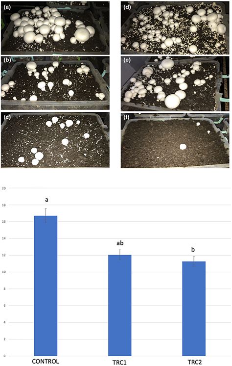 Molecular Characterization Of Trichoderma Spp Isolates In Mushroom