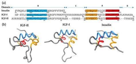 Cells Free Full Text Understanding Igf Ii Action Through Insights