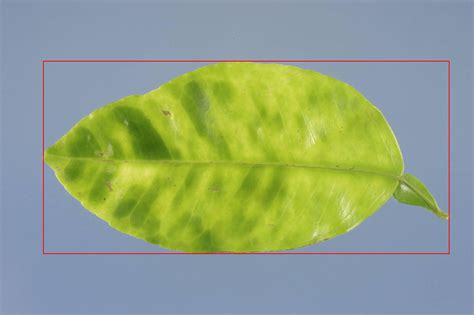 c opencv finding height and width of a contoured
