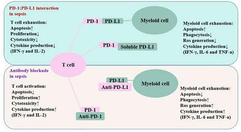 Frontiers Role Of Regulation Of Pd 1 And Pd L1 Expression 40 Off