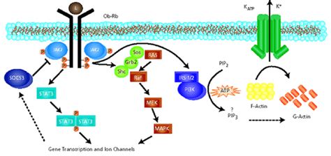 Leptin Receptor Signaling [ Adapted From Harvey And Ashford