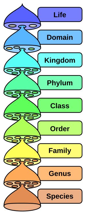 Bacterial Taxonomy Wikipedia