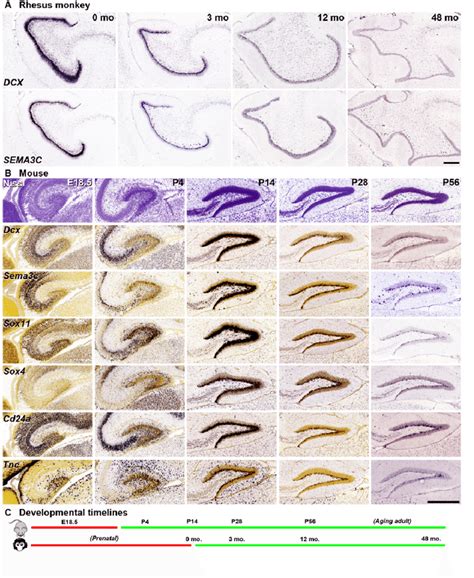 Consistent Spatiotemporal Expression Patterns In Mouse And Macaque Sgz