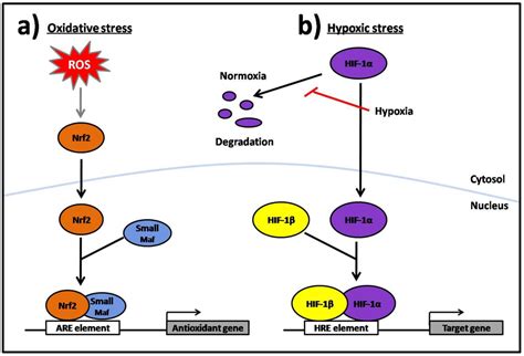 cancers free full text thioredoxin and cancer a role for