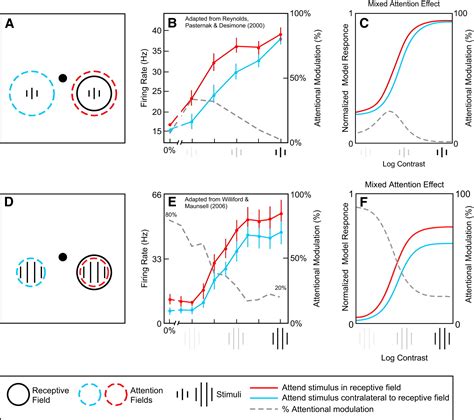 The Normalization Model Of Attention Neuron