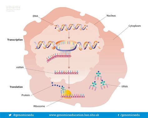 difference between gene and genome compare the