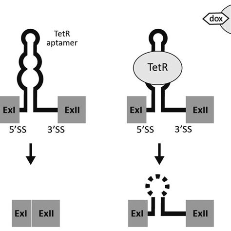 Tetr Aptamer Controls Intron Retention A Secondary Structure Of The