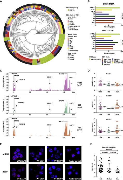 Genomic And Transcriptomic Characterization Of Natural Killer T Cell