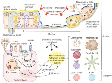 Membrane Associated Or Cytosolic Prrs Expressed In Respiratory