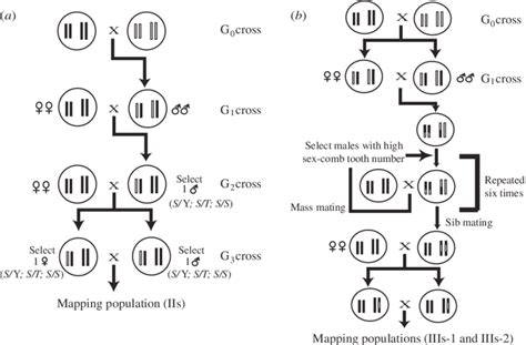 mating scheme for construction of the second chromosome f 2 mapping