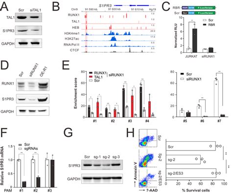 The Oncogenic Tal1 Runx1 Complex Up Regulates The Expression Of S1pr3