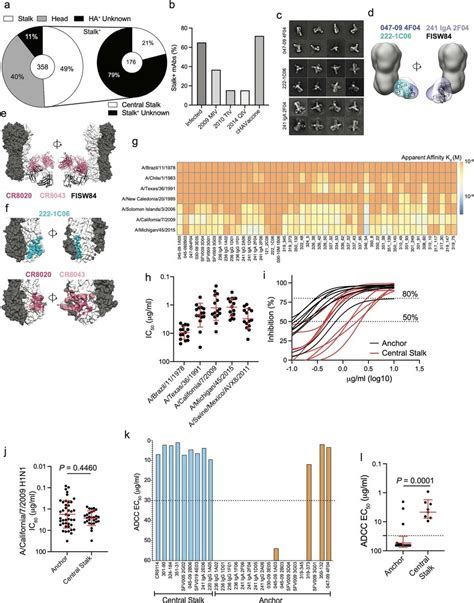 Binding And Neutralization Features Of Anchor Epitope Binding Mabs