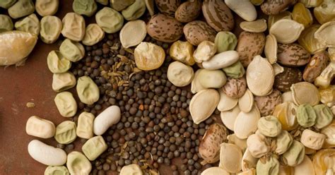 Two Methods For Testing Seed Viability Smartgardener Blog