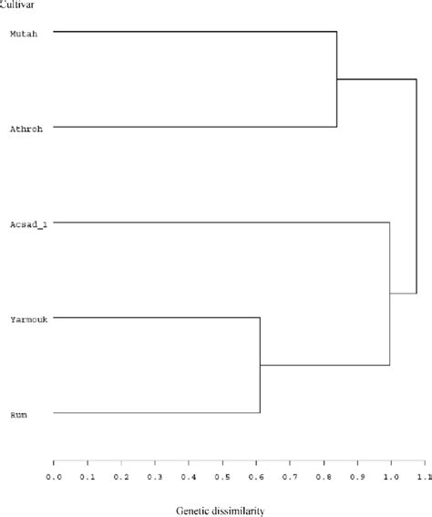 Cluster Analysis Dendrogram For Five Barley Cultivars Obtained From