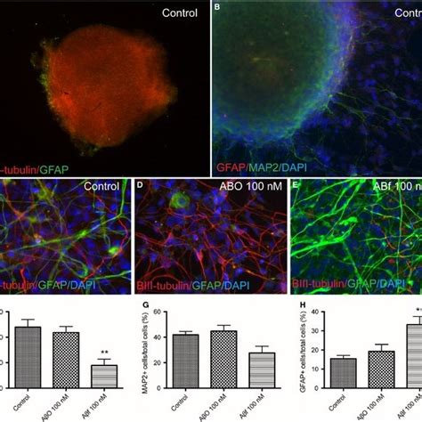 Fibrillar And Oligomeric Aβ1 42 Activate Human Microglia Microglia