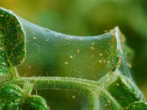 Get Rid Of Spider Mites In 5 Simple Steps Aroidwiki