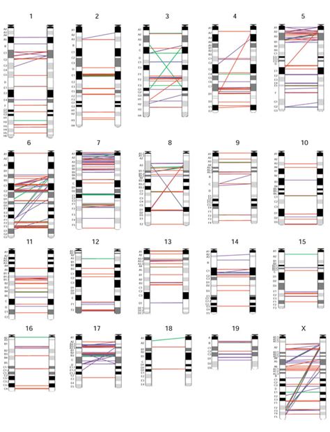 Intrachromosomal Segmental Duplications Identified In The Mouse Genome