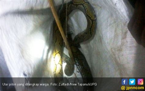 Ular Piton Raksasa Sembunyi Di Kanal Air Milik Warga