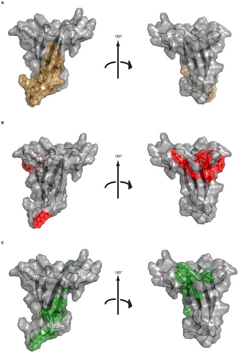 Comparison Of The Epitope Surface Areas Of Pg9 And The Conformational