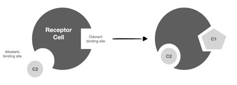 Extremely Simplified Model Of Allosteric Interaction In Receptor