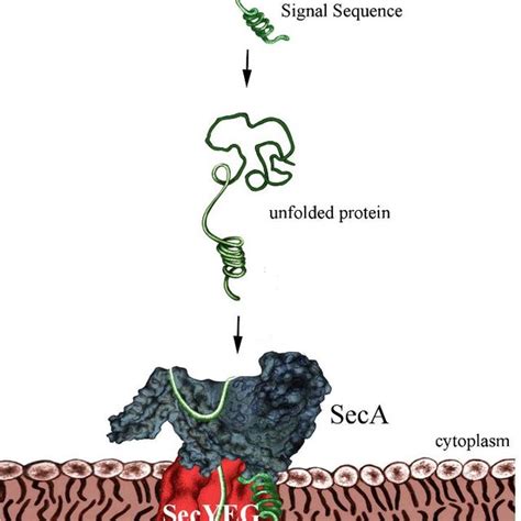 Seca Dependent Post Translational Targeting Of Secretory Proteins To