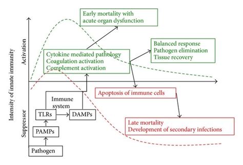 The Development Of Sepsis Has Two Phases That Is Activating And