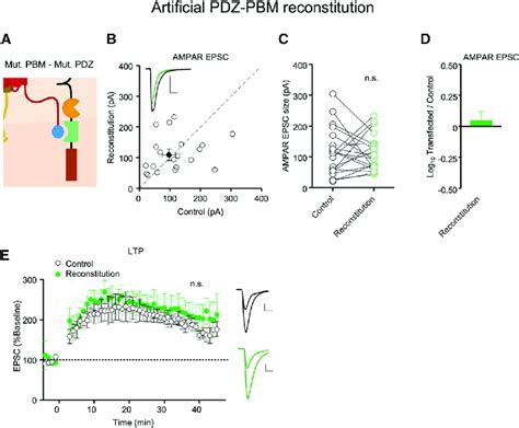 Co Expression Of Glua1 Tarp G 8 Trp15 And Psd 95 Inad Pdz3 In