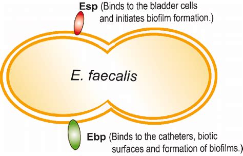 Surface Protein Esp And Ebp Mediated Adherence Of E Faecalis In E