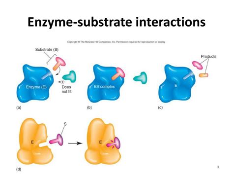 Ppt Metabolisme Sel Powerpoint Presentation Free Download Id 2375676