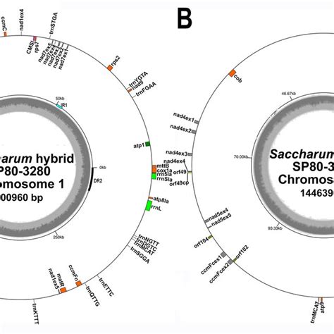 Pdf The Sugarcane Mitochondrial Genome Assembly Phylogenetics And