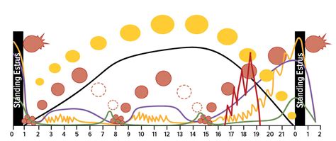 Synchronization Of Estrus In Cattle
