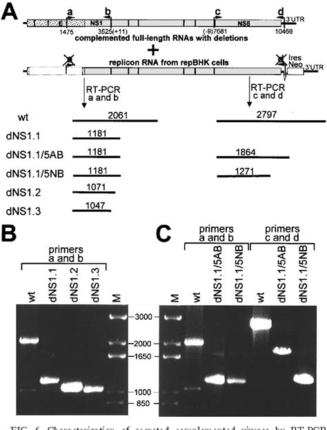 Figure 1 From Cis And Transacting Elements In Flavivirus Rna
