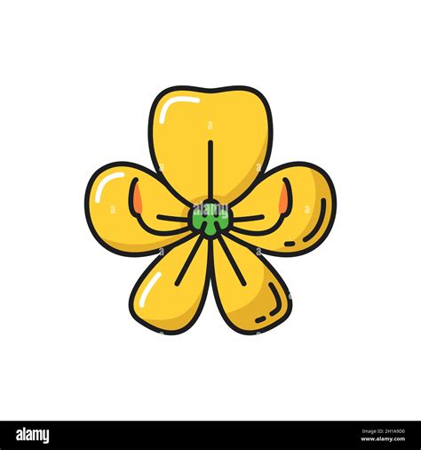 Golden Shower Flower Cut Out Stock Images And Pictures Alamy