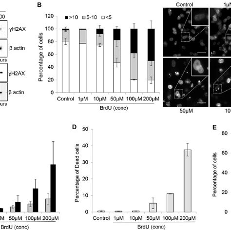 Activation Of The Ddr Pathway Is Directly Proportional To The Amount Of