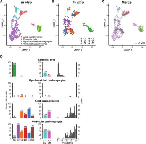 Frontiers Single Cell Transcriptomic Profiling Reveals Specific