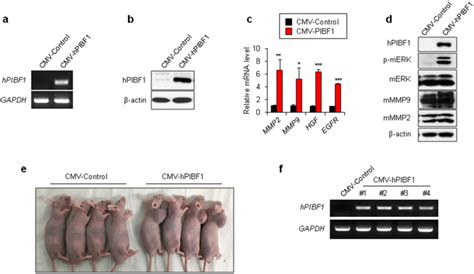 Exogenous Human Pibf1 Expression Drives Tumorigenesis Of Ba F3 Cell