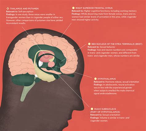 Infographic Searching For The Neural Basis Of Gender The Scientist