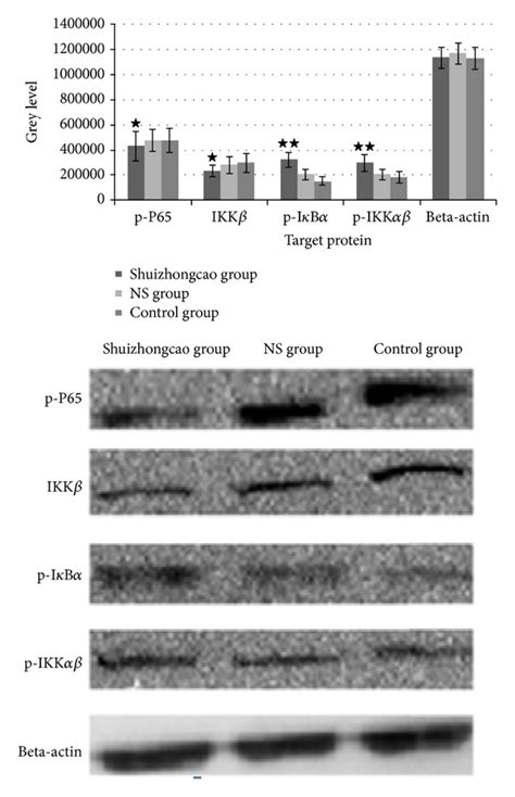 Protein Expression Of Nf κb Pathway Download Scientific Diagram