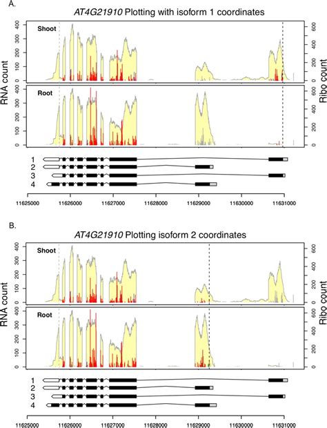 Visualizing The Periodic Ribo Seq Reads With Riboplotr Biorxiv
