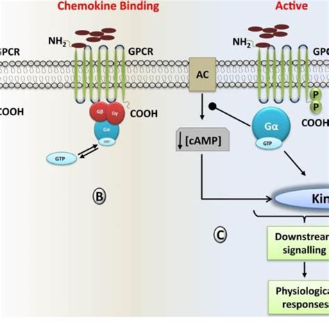 Chemokine Induced Signaling Cascade Mediated By The G Protein Coupled